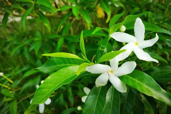 What are the benefits/Uses/Fayde of Tagar ganth, what are its other ...