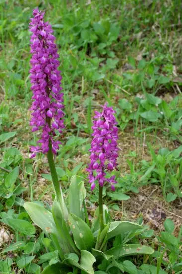 What the benefits/Uses/Fayde of salam mishri or salab misri, what – everAyu