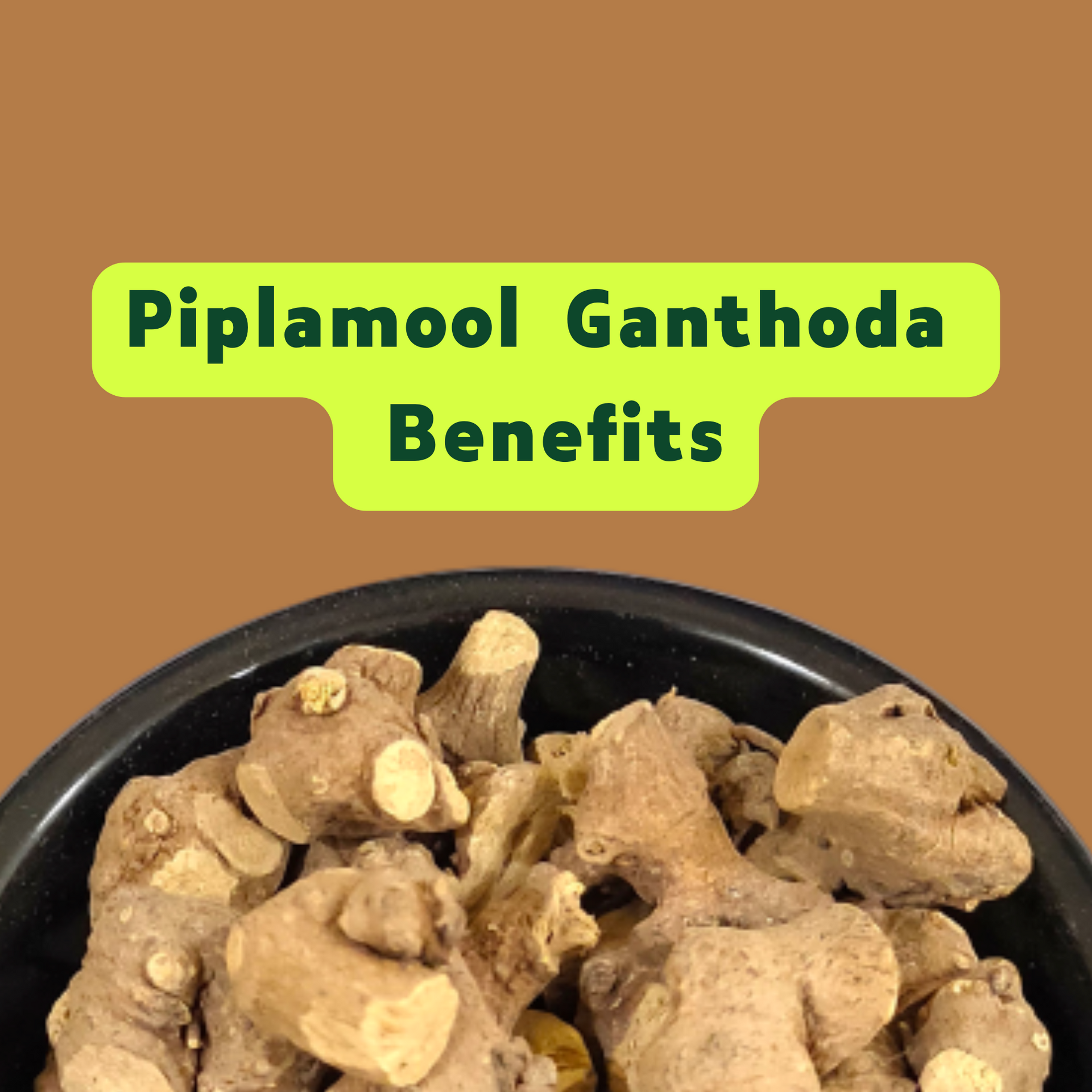 Piplamool (Pipal Mul, Ganthoda) Fayde/ Benefits, Other Names, and – everAyu