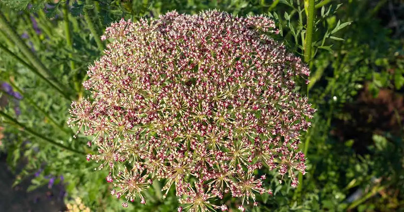What the benefits?fayde/Uses of Carrot seeds or Gajar beej? what – everAyu